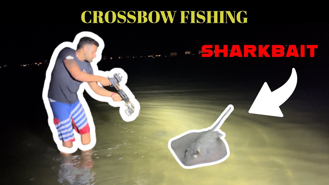 Crossbow Fishing for Shark Bait | LISHARKMAN : @ballista.archery - YouTube