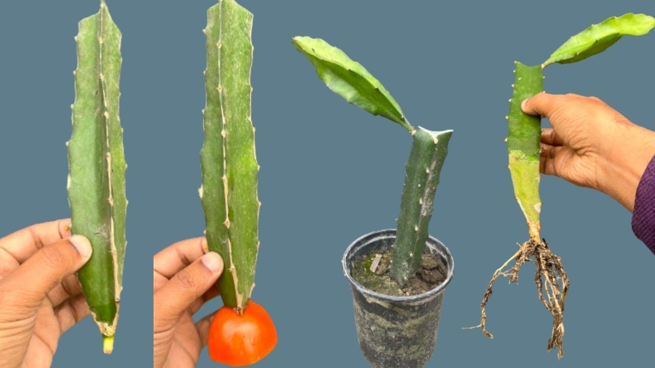 Dragon Plant Growing In A Pot. How to grow a Dragon Fruit Plant At Home ...