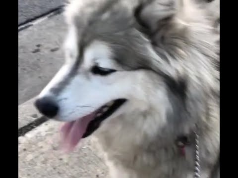2020-July 11th Jim Loves Dogs - YouTube