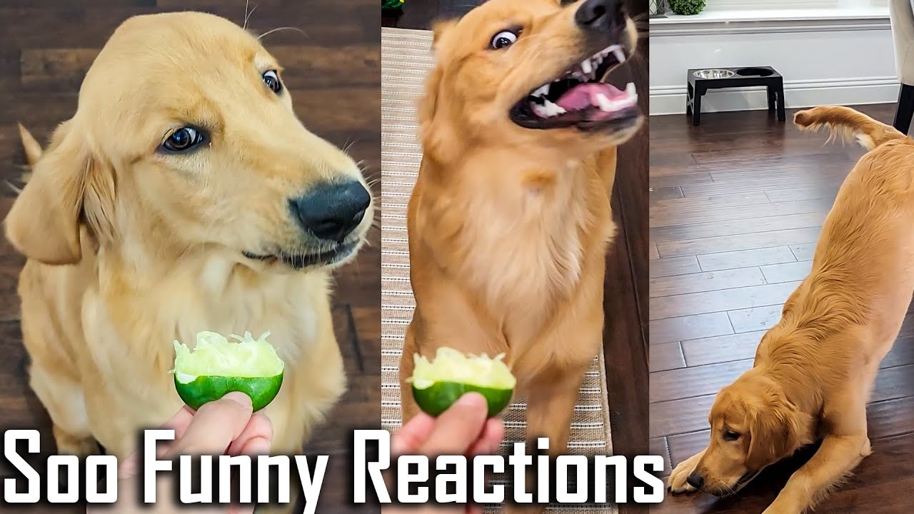 Dogs vs Lemon 😂 Funny Reactions @ouramericandream1183 - YouTube
