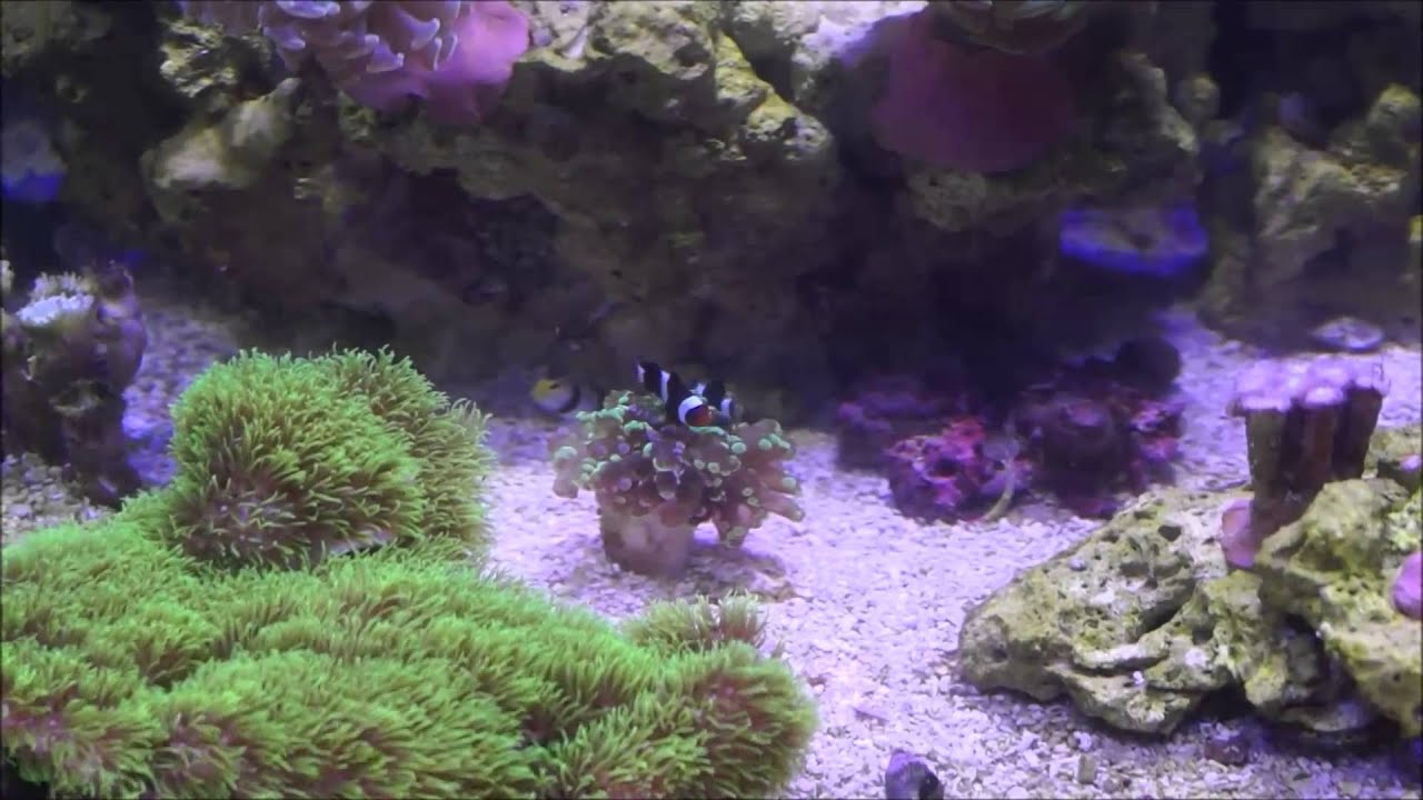 Black and White Ocellaris Clowfish host Frogspawn - YouTube