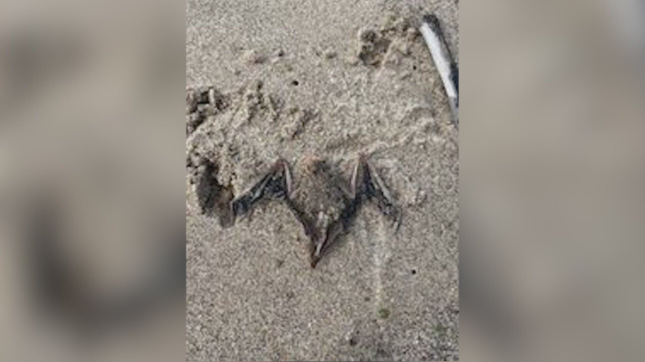 Dead bats reported washing ashore from Lake Michigan - YouTube