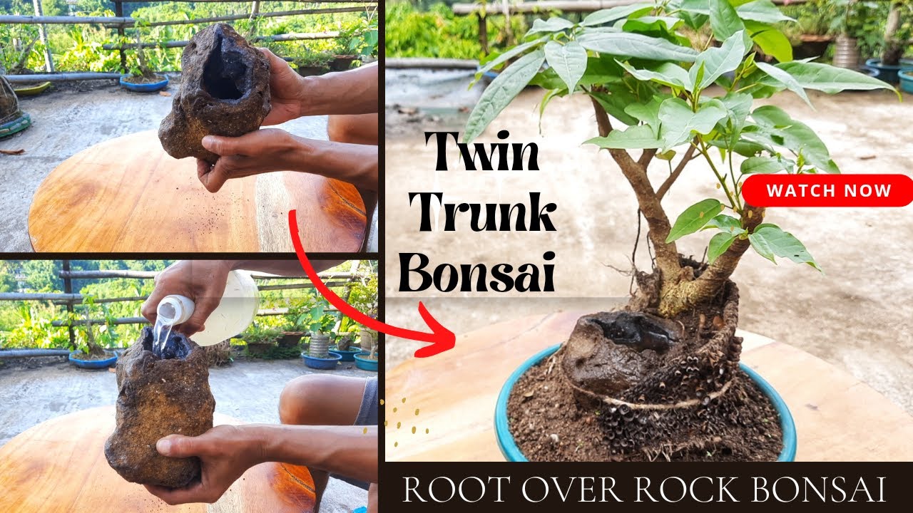 How to make Root over Rock Bonsai | Ficus VirensTwin trunk Root over ...