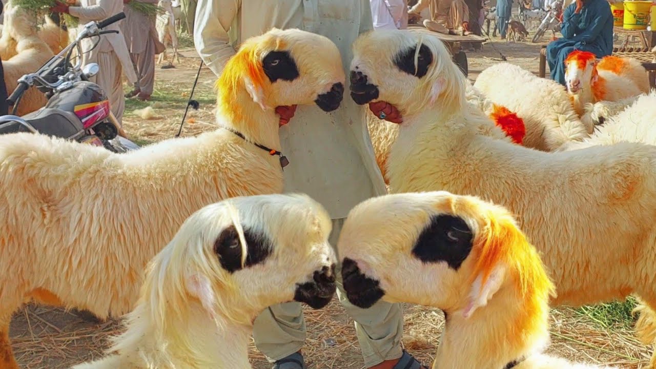 mundra sheep farming || Mundra farm Mandi 03314765253 || Yousaf Mundra ...
