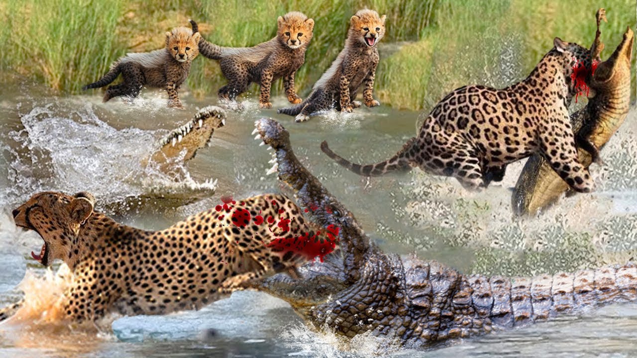 Gluttony Leopard Was Awakened By Crocodiles For Painful Lessons # ...