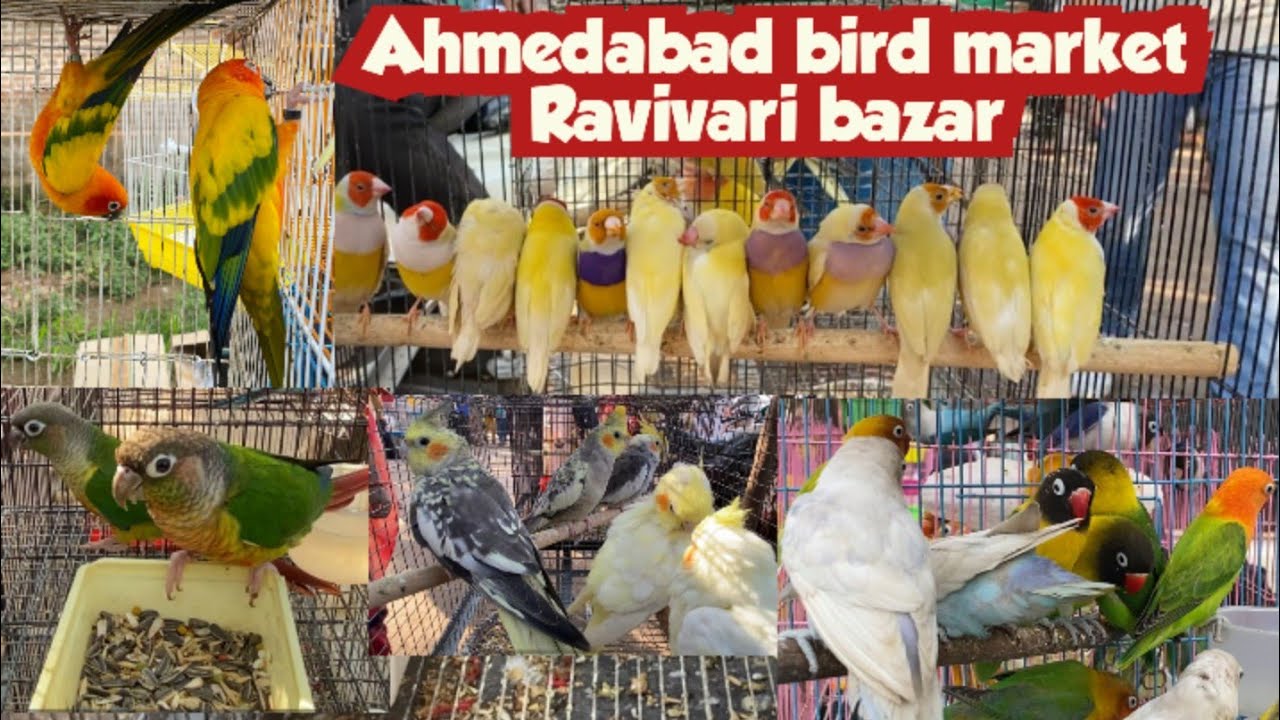 Today Sunday bird market in Ahmedabad #ahmedabad Sunday bird market # ...