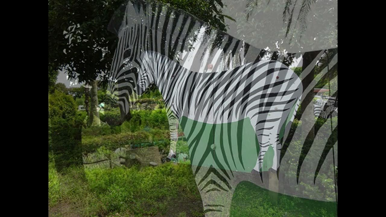 しまうま 門倉さとし作詞・吉岡弘行作曲 「オリのない動物園」より - YouTube