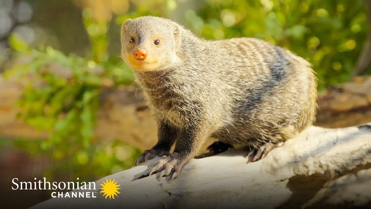 A Common Marmoset Becomes a Substitute Parent 😎 Amazing Animal Friends ...