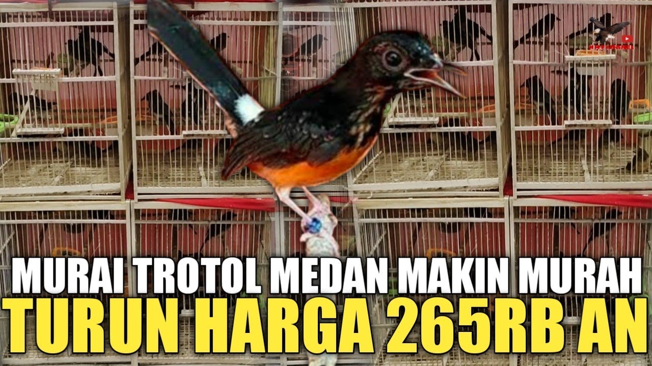 JAUH DARI JAKARTA ! TERNYATA MURAI TROTOL MEDAN 280RB-265RB AN ! BANYAK ...
