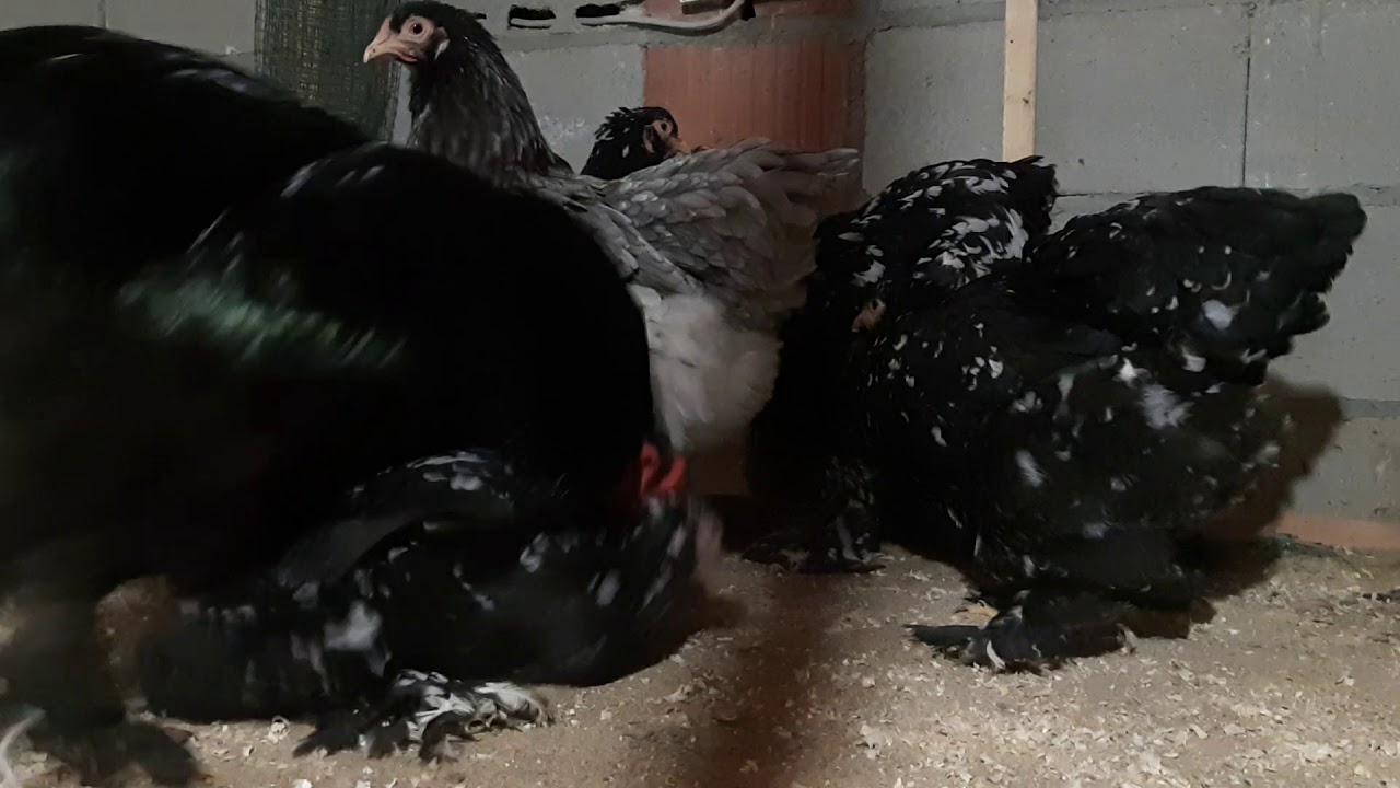 Brahma Black Mottled - YouTube