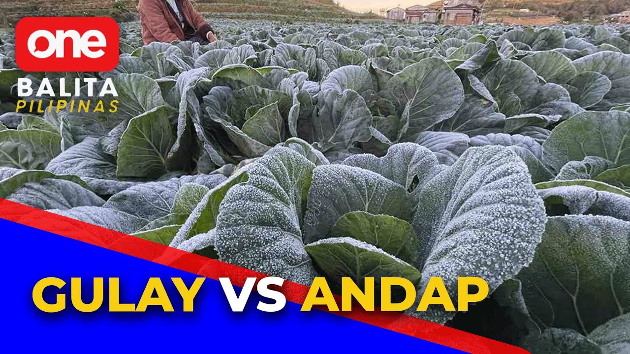 Mga pananim sa Benguet, apektado ng andap! - YouTube