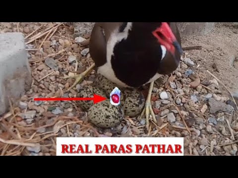 paras pathar mil gaya. real paras pathar, ganw ka vlogs, vlogs video ...