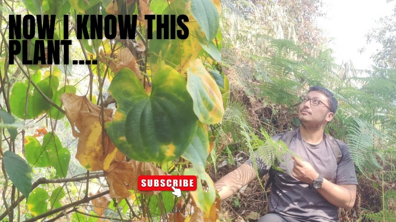 Sikkim’s Wild Treasure: The Ban Tarul (Wild Yam) 🌿 - YouTube