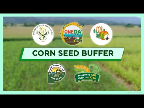 Greenbug Media | Department of Agriculture Region XI | Corn Seed Buffer ...