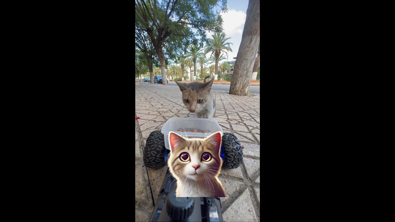 Feeding Hungry and Weak Adorable Cats 🐾🍲 | Watch Their Heartwarming ...