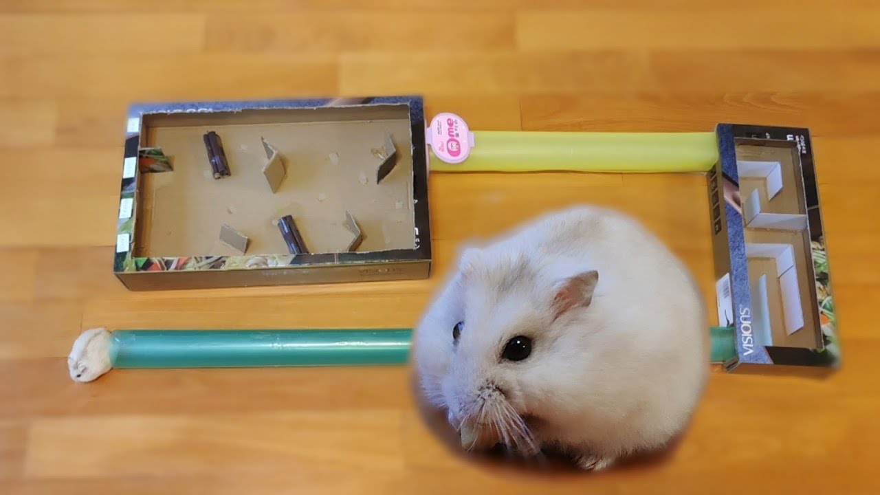 Day 280: 🐹 Hamster: Cheese Chasing Maze Game 🧀 (Family Activity: DIY ...