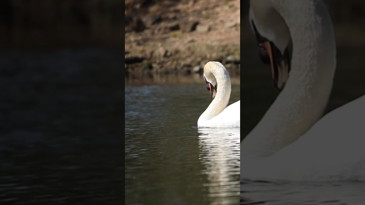 A crazy swan swam in the water in the wild and almost drowned!🤯 # ...