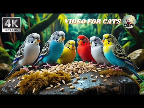 CAT TV | Birds & Squirrels Sharing Nature’s Peace | 4K HDR 😺🐦🐿️