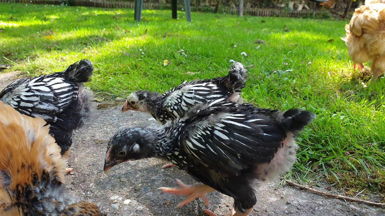 The Chicks at 5 weeks old. 2020 - YouTube