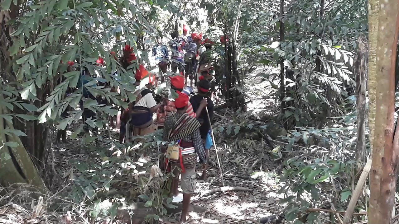 MARAPU SUMBA RITUAL ADAT PENGAMBILAN KAYU UNTUK RUMAH ADAT DI KAMPUNG ...