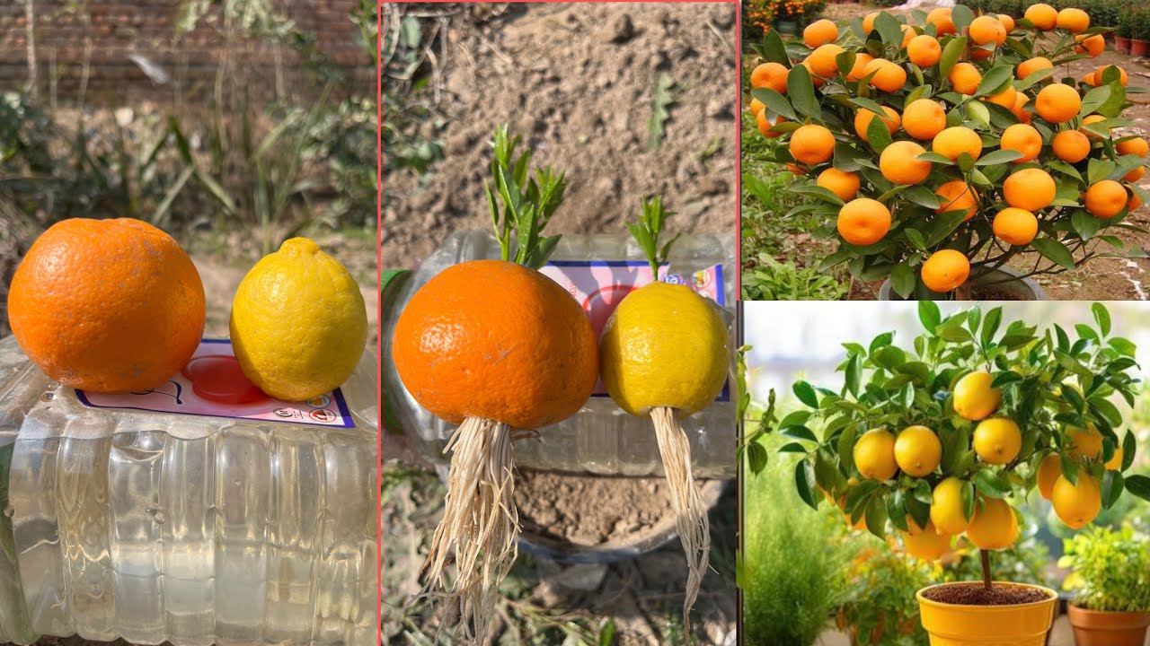 How to grow lemon trees and orange trees in the water bottle || easiest ...