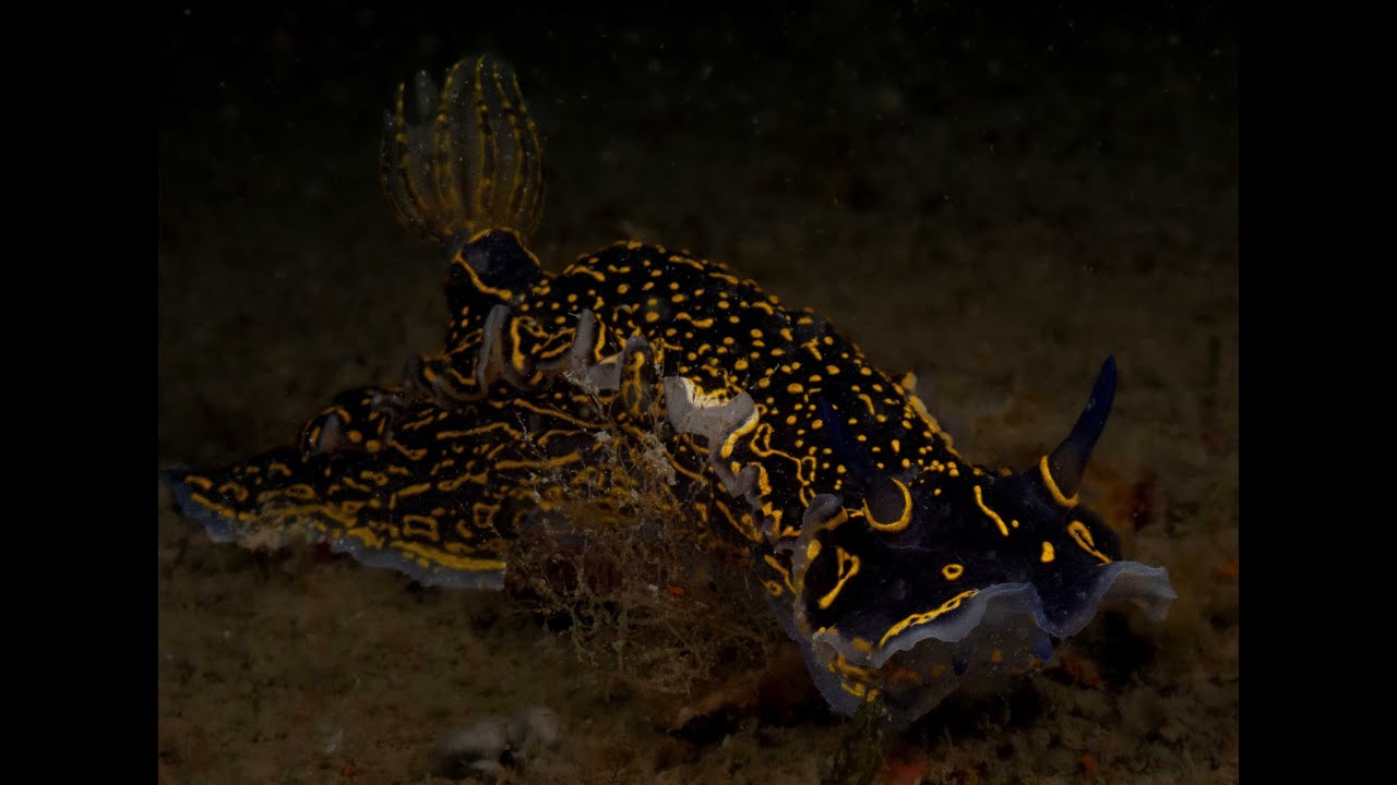 Yellow Sea Slug Florida
