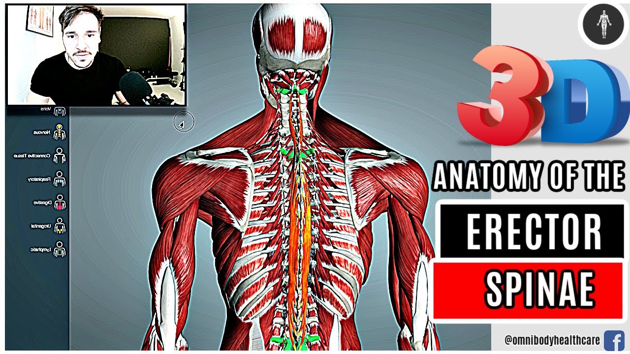 3D ANATOMY OF THE ERECTOR SPINAE MUSCLE GROUP 👀 - YouTube