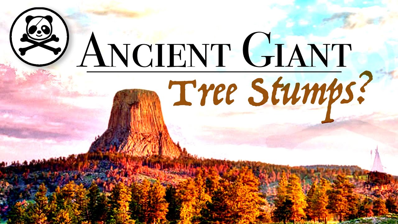 Giant Tree Stumps | Lost Ancient History? | Beanstalks | Pre Flood ...