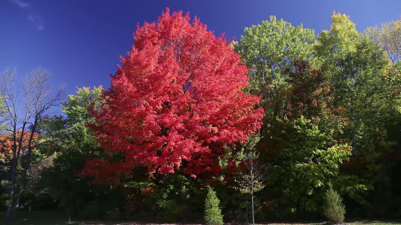 FALL PHOTOGRAPHY TIPS Using A Polarizer To Make Your Autumn Photos Pop ...