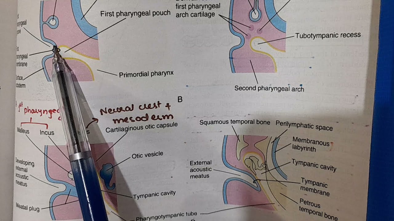 Development of external ear| Ear embryology part 3 - YouTube