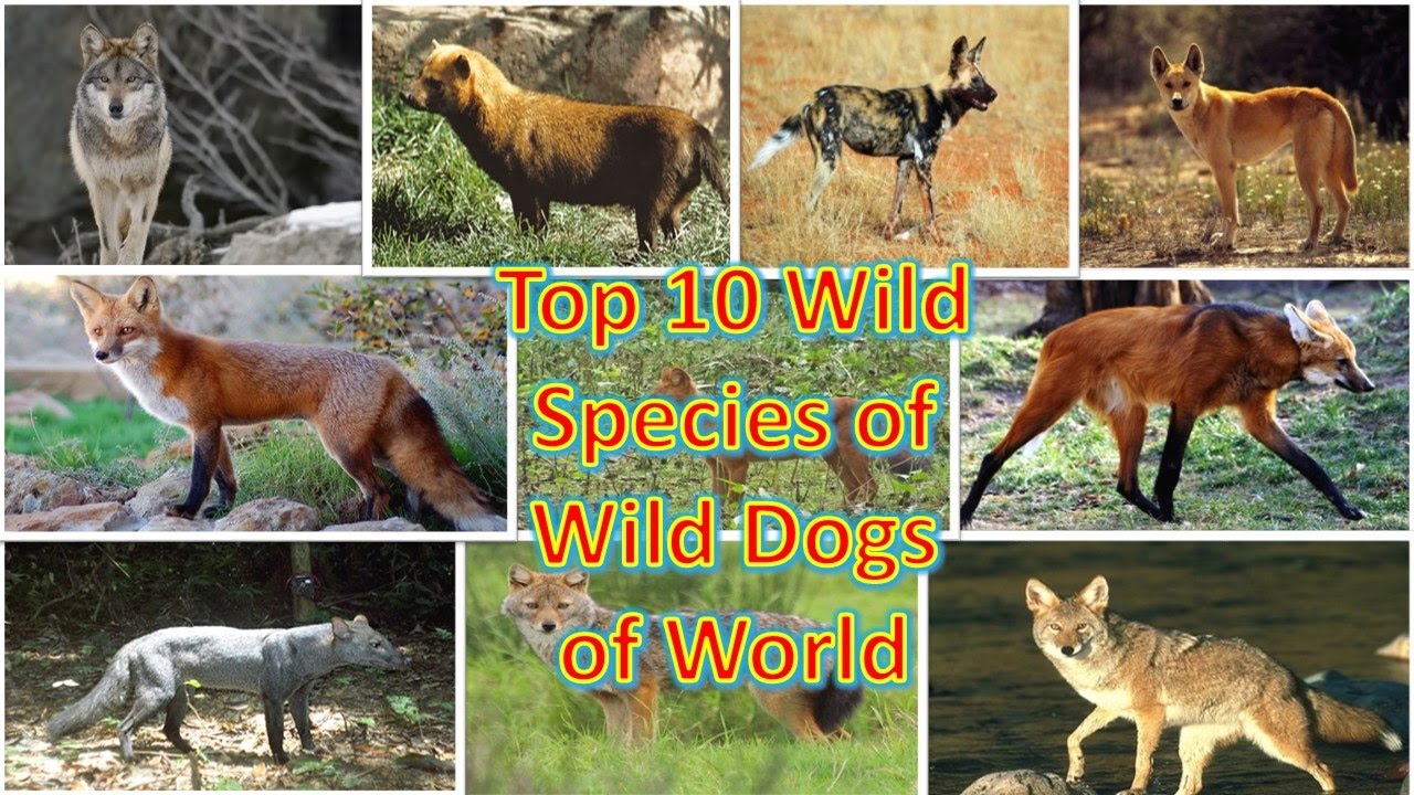 Top 10 Wild Species of Wild Dogs of World - YouTube