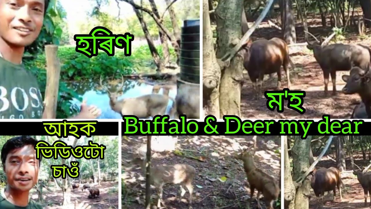 Buffalo &Deer.Pilikula zoo.Mangalore(Karnatak) Bijoy Utpal - YouTube