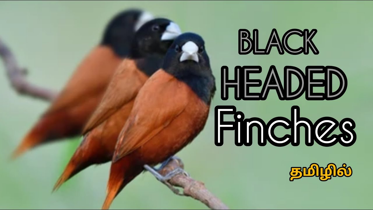 GHOST FINCH||Black Face Finch x Society Finch||Mannikins Cage Breeding ...