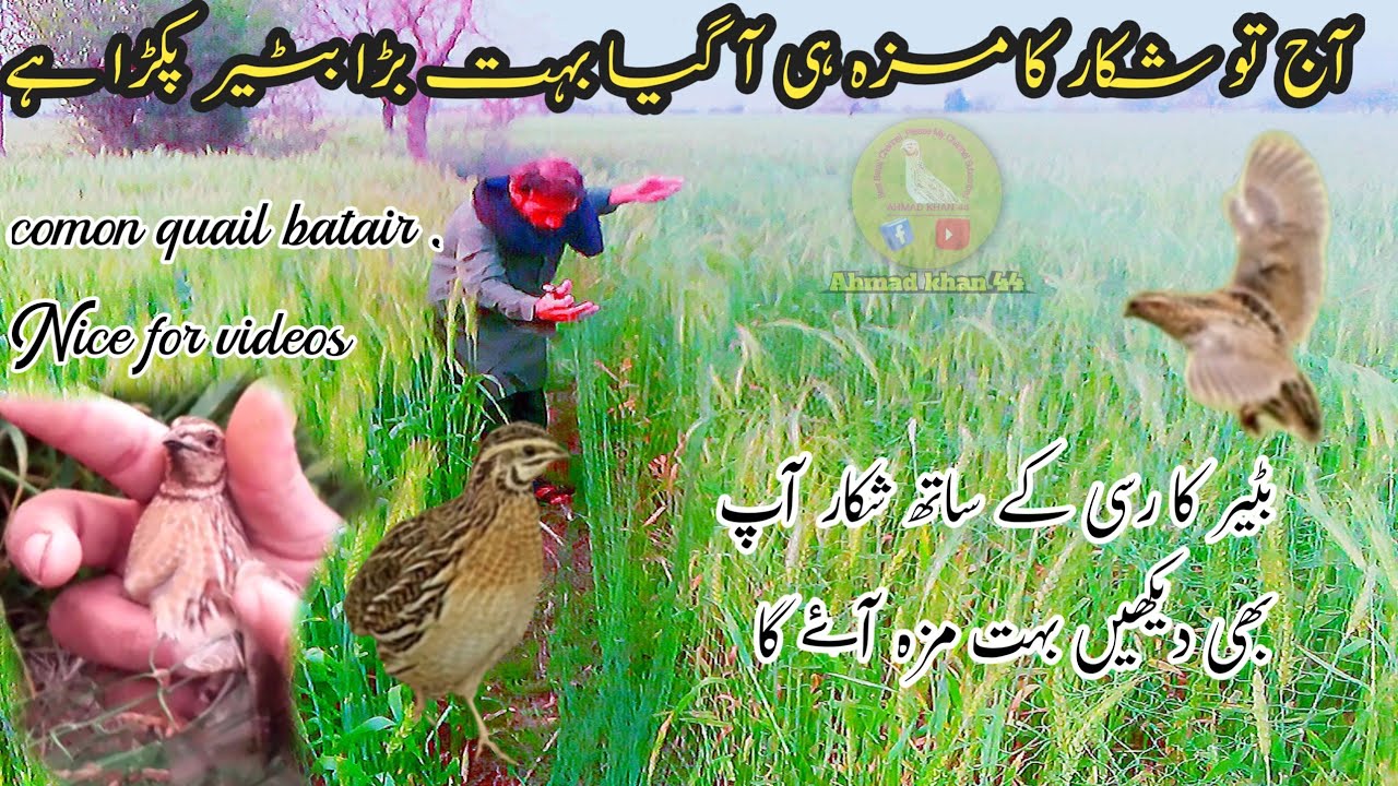 batair ka shikar,bater ki awaaz,Madi batair ki kirk2024,female quail ...