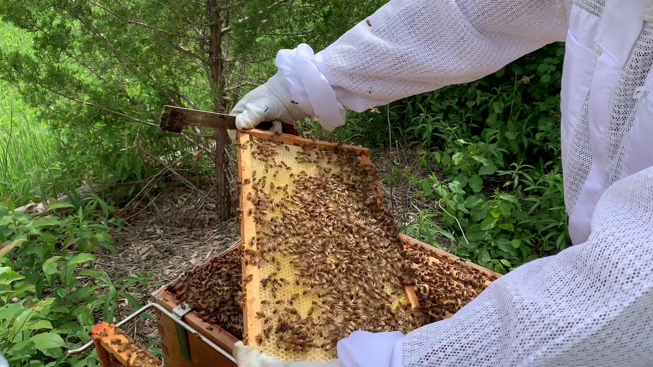 Single Brood Chamber. June 2. One week after I made a split off this ...