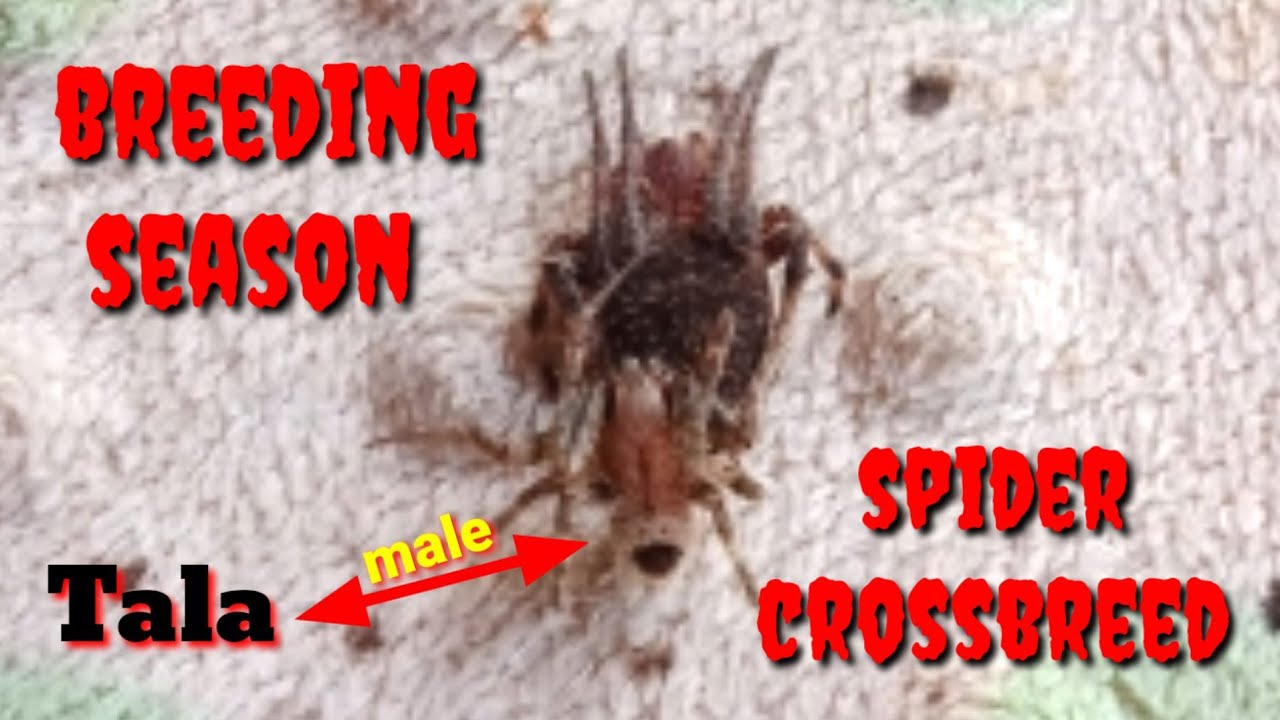breeding season spider. crossbreed ng Tala.. camotes island spider ...