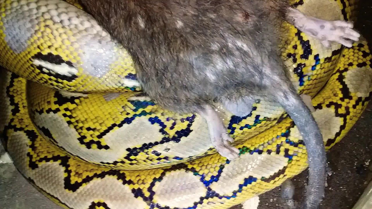 ular python reticulatus platinum - YouTube