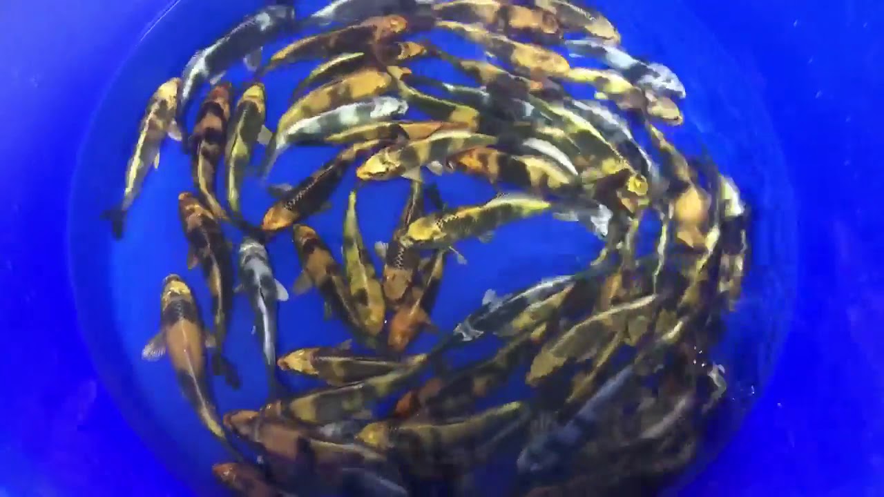 Yamazaki kin ki utsuri and gin shiro - YouTube