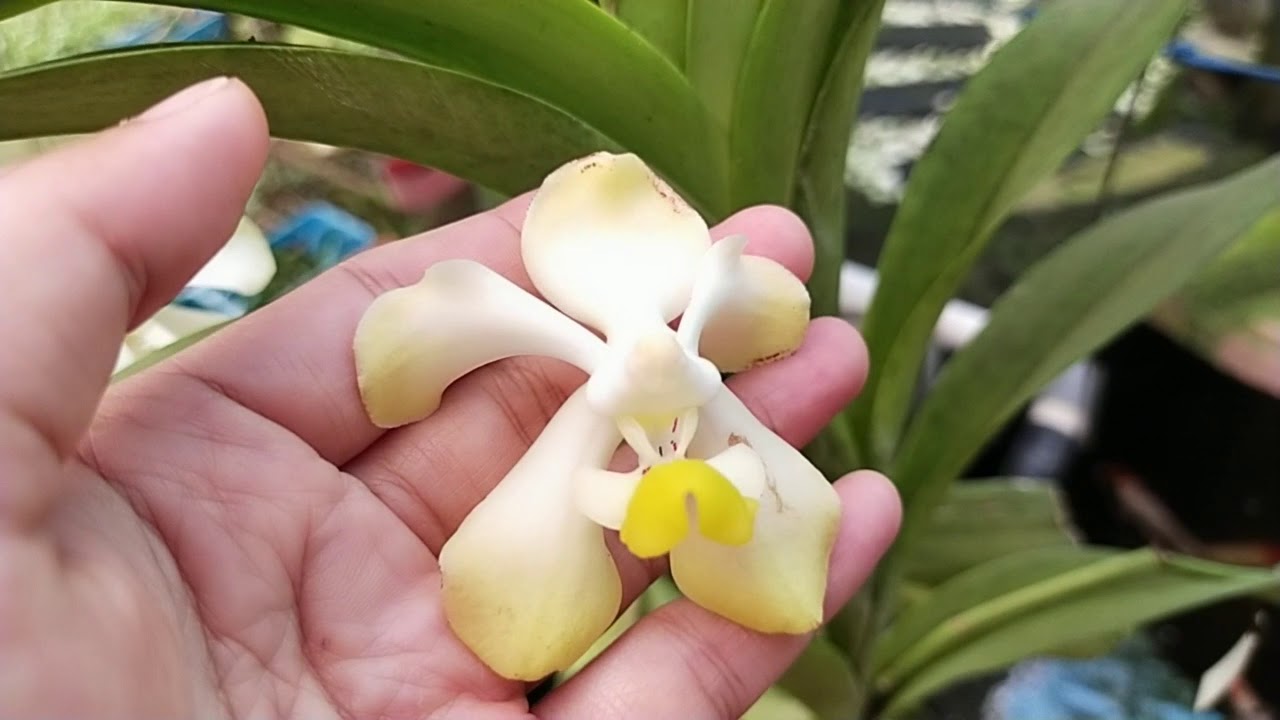 Vanda dearei - YouTube