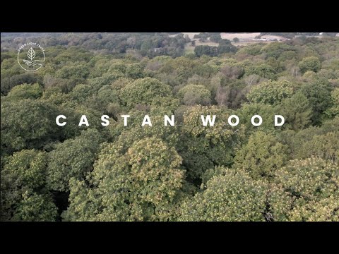 Welcome to Castan Wood - YouTube