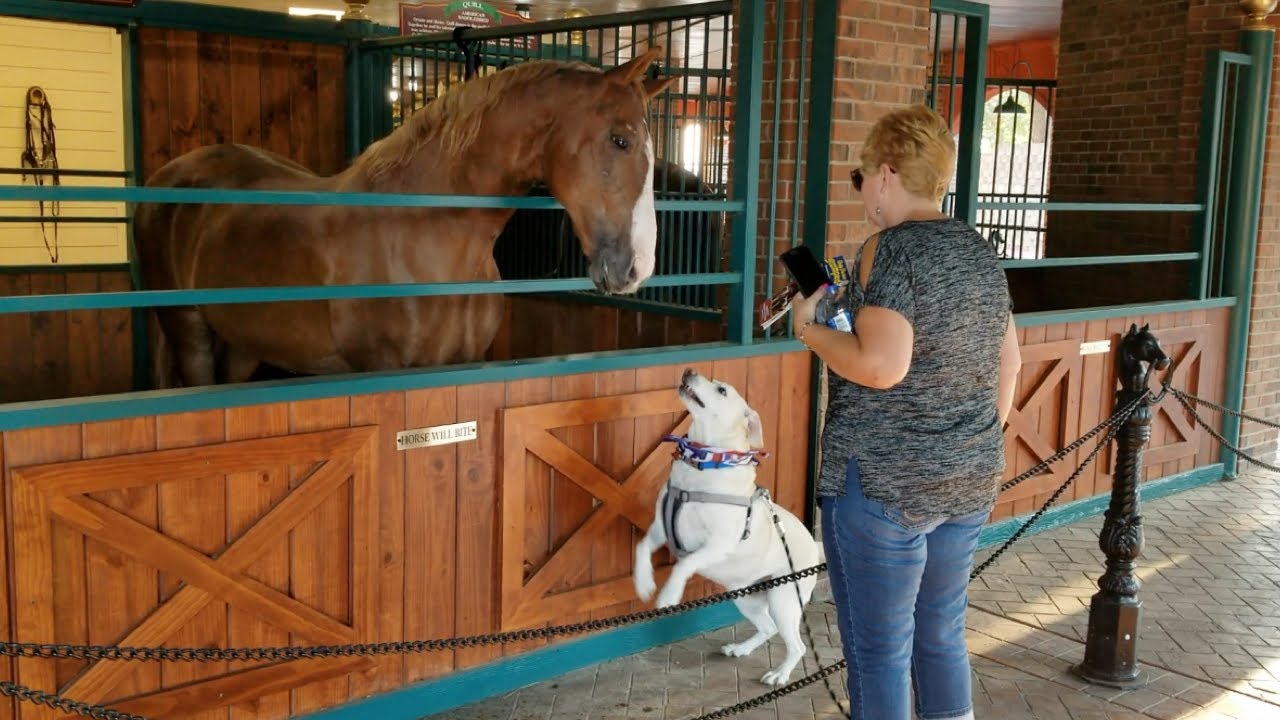 DOG MEETS HORSE! - YouTube