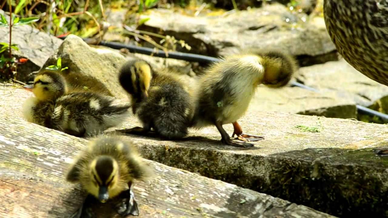 Ducklings First Swim - YouTube