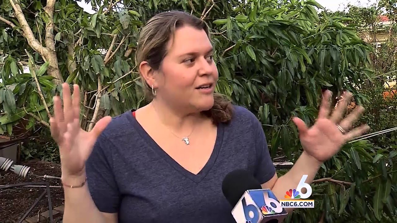 WTVJ NBC6 News 11pm - 2/16/16 Tornadoes - YouTube