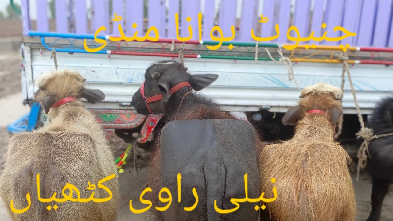 Bhoana mandi nalka ada chiniot | neli ravi special katiya bachya| farm ...