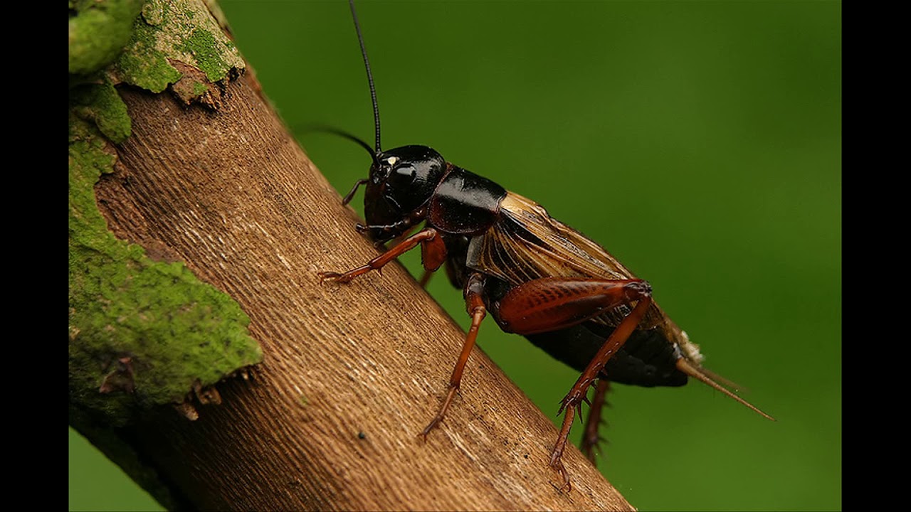 Cricket sound - Sound of summer field - YouTube