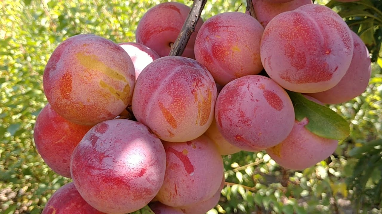 Плуот Гео Прайд. Pluot Geo Pride. Смачний, врожайний, невибагливий ...