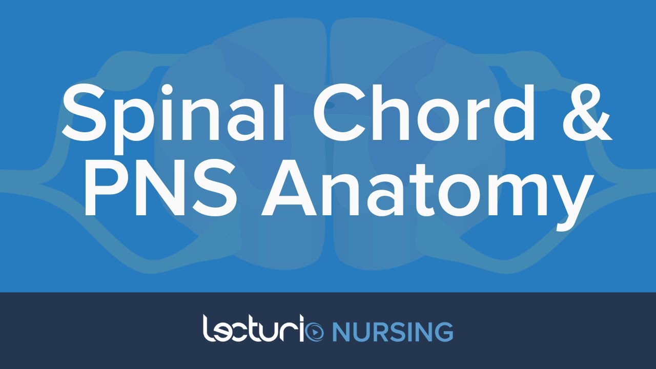 Spinal Chord and Peripheral Nervous System Anatomy | Nursing School ...