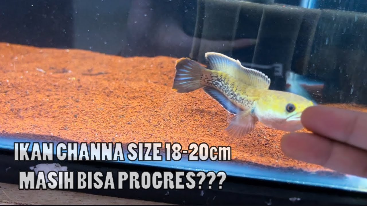 IKAN CHANNA STEWARTI SIZE 18-20cm MASIH BISA PROGRES‼️ - YouTube