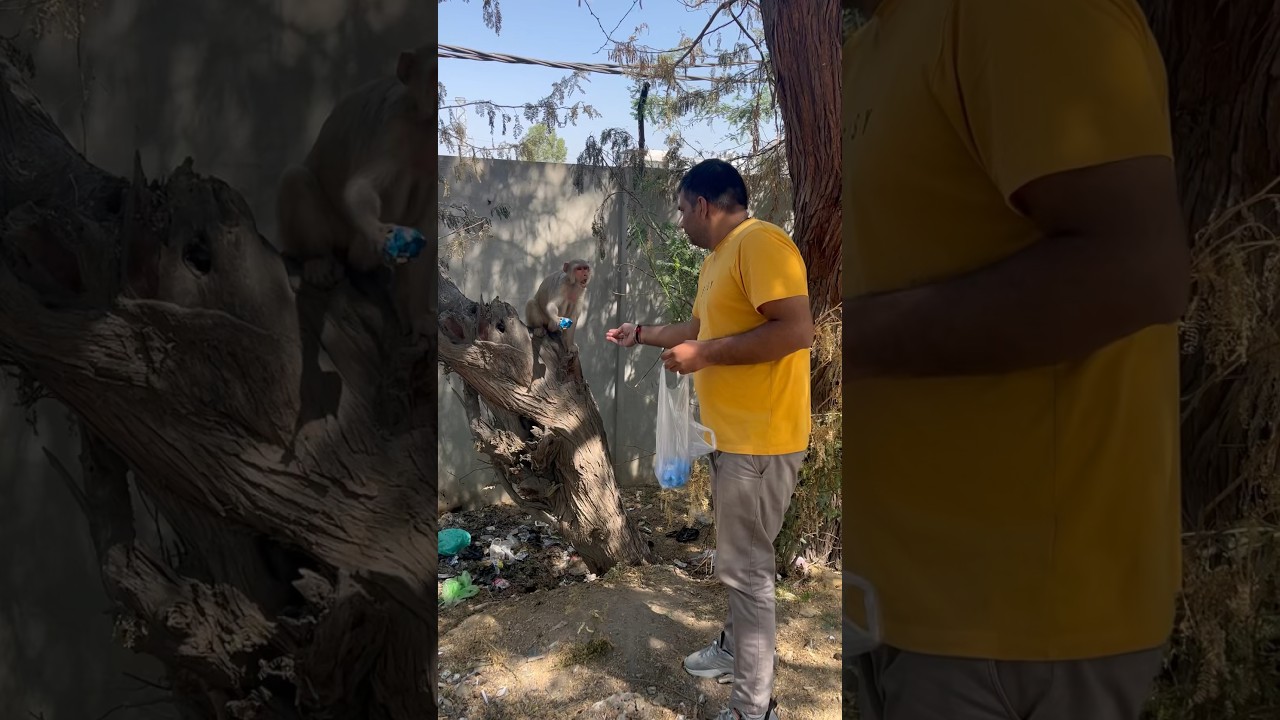 Bandar | Hanuman | Vanar | Monkey | Monkey Ki Video - YouTube