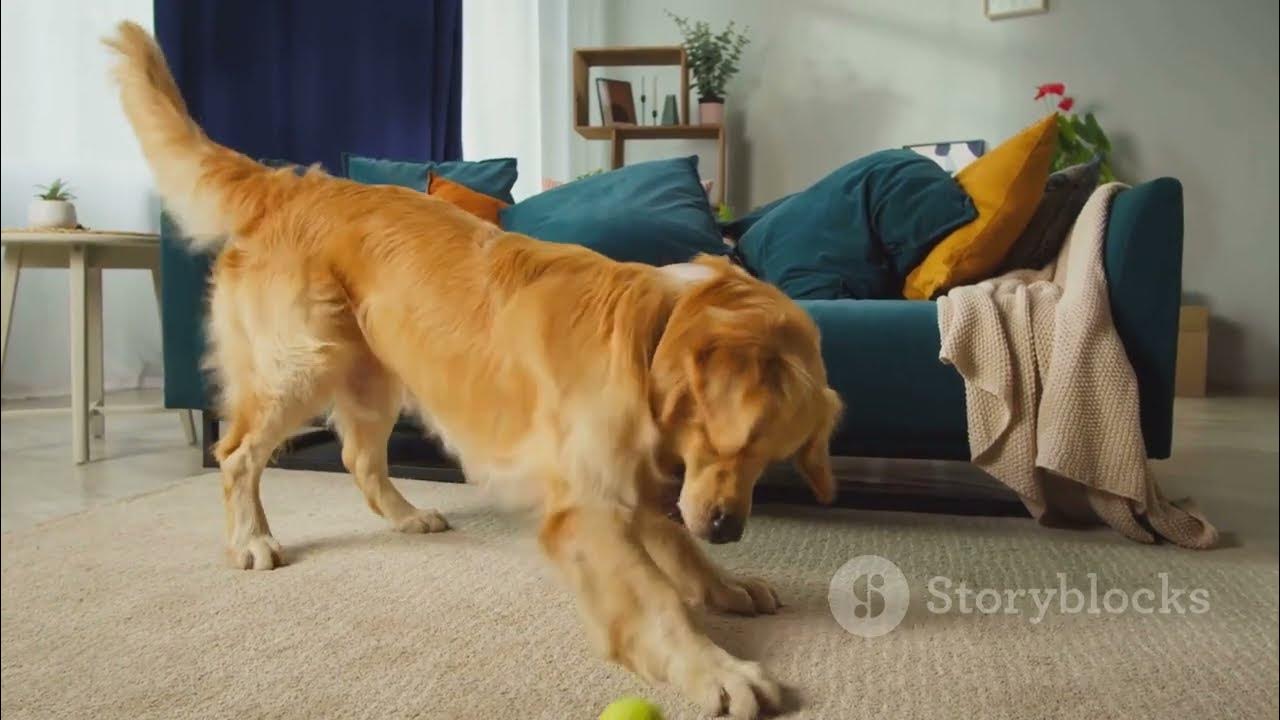 "Pawsitively Fun: 5 Engaging Activities to Keep Your Dog Happy and ...